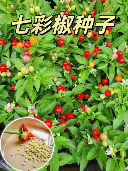 辣椒种子大全_如何挑选优质辣椒种子-第2张图片-山城妙识