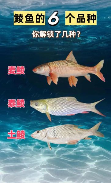 鲮鱼种类有哪些_如何区分土鲮泰鲮麦鲮-第1张图片-山城妙识 鲮鱼种类有哪些_如何区分土鲮泰鲮麦鲮-第1张图片-山城妙识