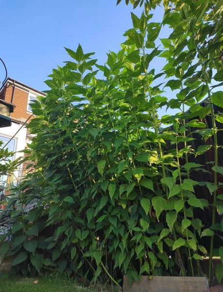 洋姜图片_洋姜长什么样-第3张图片-山城妙识 洋姜图片_洋姜长什么样-第3张图片-山城妙识