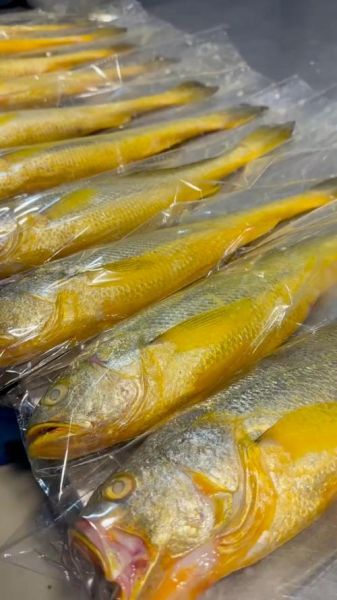 黄花鱼怎么片鱼肉_黄花鱼切片技巧-第3张图片-山城妙识