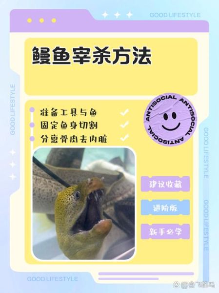 鳝鱼怎么杀_鳝鱼宰杀步骤-第1张图片-山城妙识