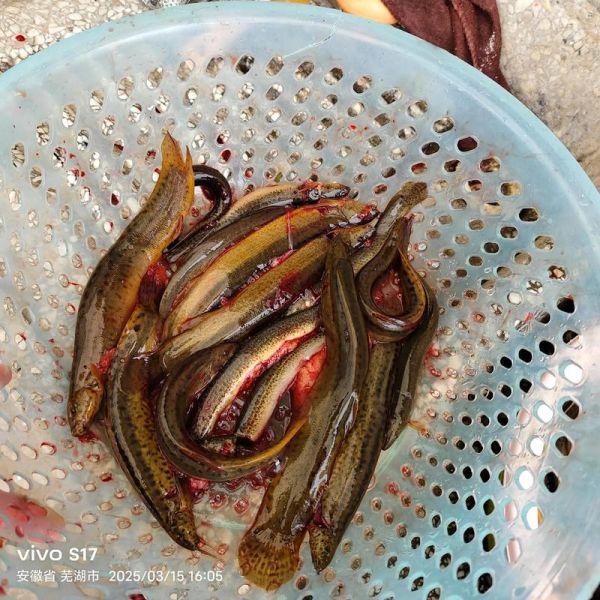 鳝鱼怎么杀_鳝鱼宰杀步骤-第2张图片-山城妙识