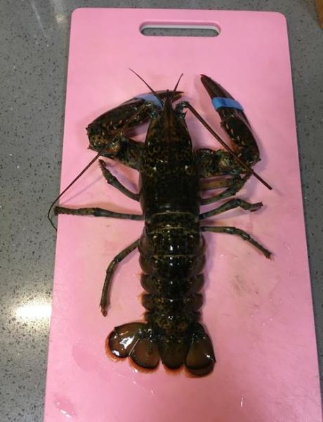 蒜蓉波士顿龙虾怎么做_蒜蓉波士顿龙虾做法步骤-第3张图片-山城妙识