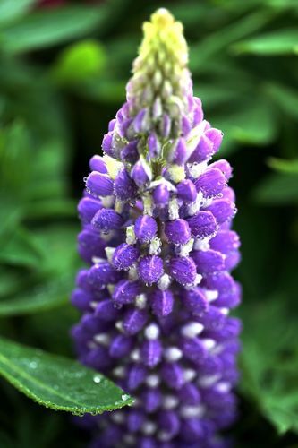 鲁冰花图片_高清壁纸哪里找-第1张图片-山城妙识