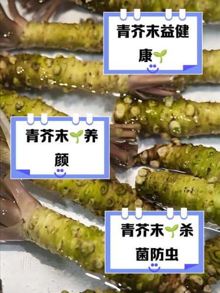 芥末有什么功效_芥末怎么吃才健康-第2张图片-山城妙识