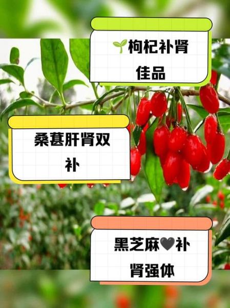 补肝补肾吃什么食物_肝肾同补的食疗方法-第3张图片-山城妙识