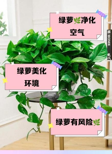 绿萝有毒吗_绿萝对猫狗有害吗-第1张图片-山城妙识 绿萝有毒吗_绿萝对猫狗有害吗-第1张图片-山城妙识