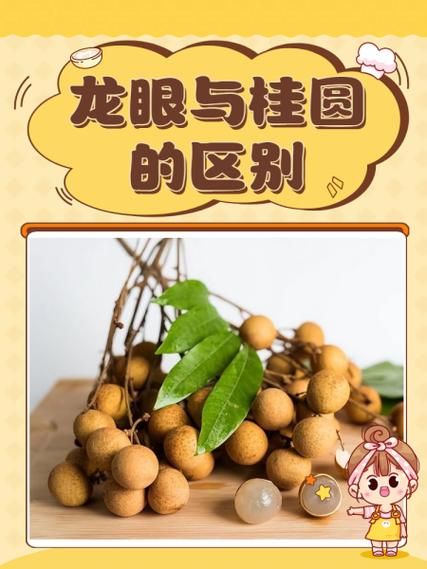 龙眼和桂圆有什么区别_功效差异-第1张图片-山城妙识