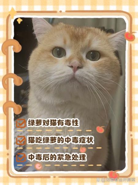 绿萝有毒吗_绿萝对猫狗有害吗-第3张图片-山城妙识 绿萝有毒吗_绿萝对猫狗有害吗-第3张图片-山城妙识