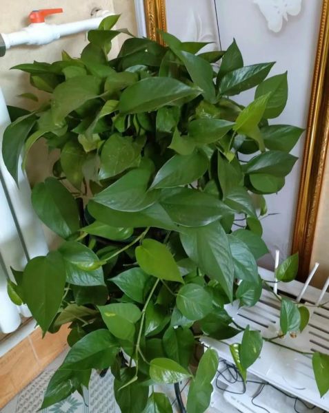 绿萝有毒吗_绿萝对猫狗有害吗-第2张图片-山城妙识 绿萝有毒吗_绿萝对猫狗有害吗-第2张图片-山城妙识