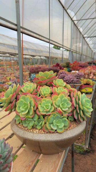 柚子多肉怎么养_柚子多肉多久浇一次水-第1张图片-山城妙识 柚子多肉怎么养_柚子多肉多久浇一次水-第1张图片-山城妙识