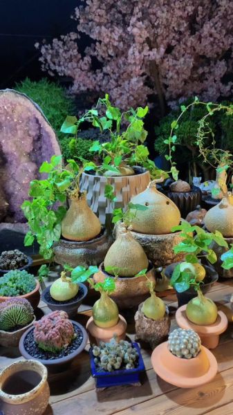 柚子多肉怎么养_柚子多肉多久浇一次水-第2张图片-山城妙识 柚子多肉怎么养_柚子多肉多久浇一次水-第2张图片-山城妙识