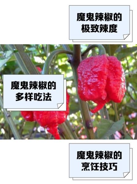 魔鬼辣椒有多辣_魔鬼辣椒图片怎么拍-第1张图片-山城妙识