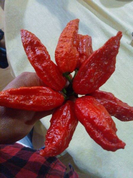魔鬼辣椒有多辣_魔鬼辣椒图片怎么拍-第2张图片-山城妙识