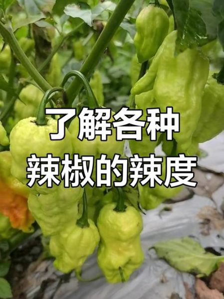 魔鬼辣椒有多辣_魔鬼辣椒图片怎么拍-第3张图片-山城妙识