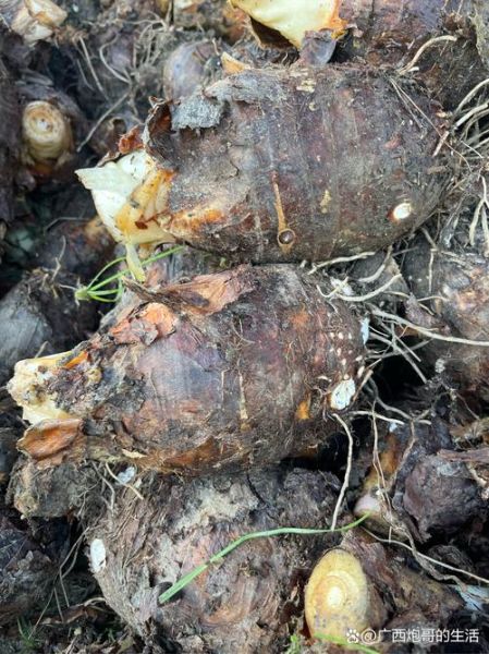 荔浦芋头蒸多久能熟_荔浦芋头蒸多长时间口感最好-第3张图片-山城妙识 荔浦芋头蒸多久能熟_荔浦芋头蒸多长时间口感最好-第3张图片-山城妙识