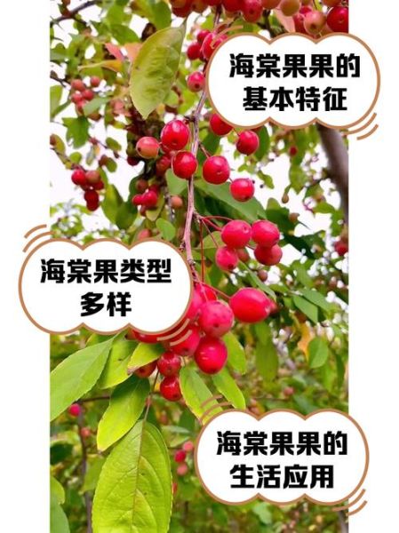 海棠果树图片_如何辨别品种-第2张图片-山城妙识 海棠果树图片_如何辨别品种-第2张图片-山城妙识