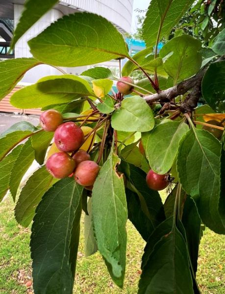 海棠果树图片_如何辨别品种-第1张图片-山城妙识 海棠果树图片_如何辨别品种-第1张图片-山城妙识