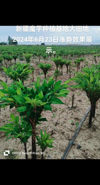 十亩地种魔芋一年收入多少_魔芋种植成本利润分析-第1张图片-山城妙识