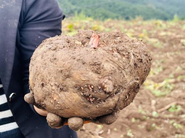 十亩地种魔芋一年收入多少_魔芋种植成本利润分析-第3张图片-山城妙识