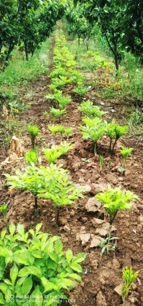 十亩地种魔芋一年收入多少_魔芋种植成本利润分析-第2张图片-山城妙识
