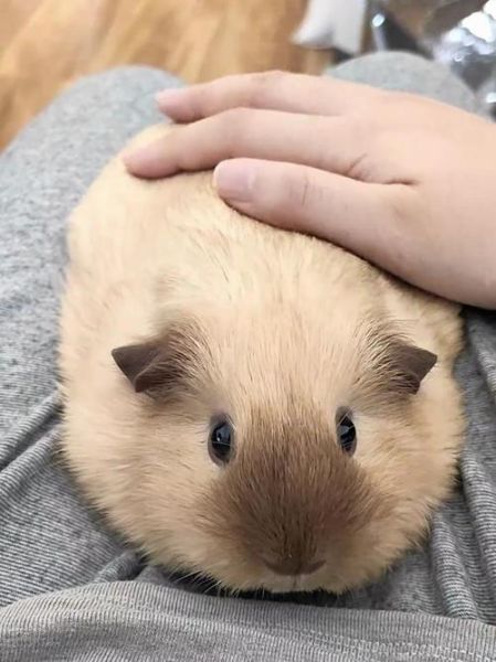 荷兰猪图片_怎么拍才可爱-第1张图片-山城妙识 荷兰猪图片_怎么拍才可爱-第1张图片-山城妙识