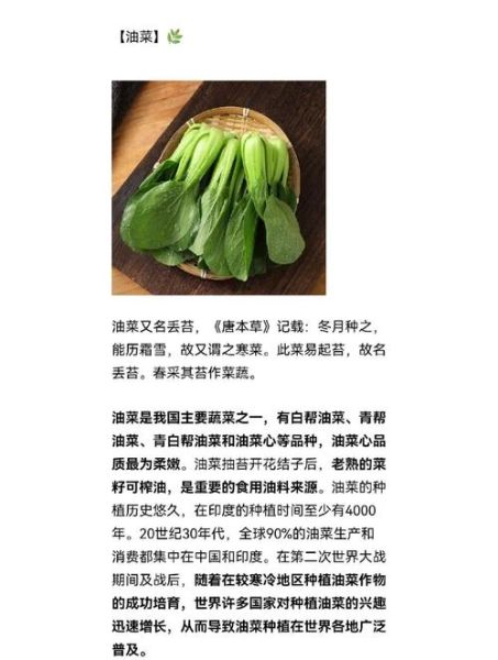 油菜的营养价值_油菜的功效与作用-第1张图片-山城妙识 油菜的营养价值_油菜的功效与作用-第1张图片-山城妙识