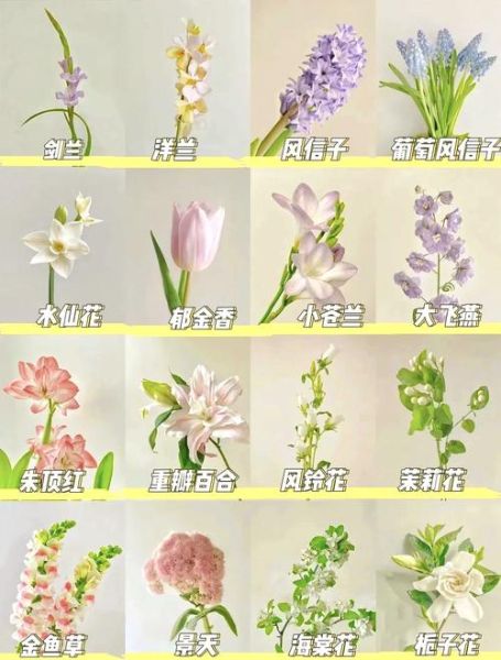 花图片大全_最美花卉如何挑选-第1张图片-山城妙识 花图片大全_最美花卉如何挑选-第1张图片-山城妙识