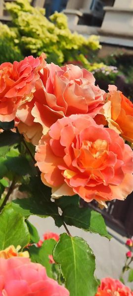 花图片大全_最美花卉如何挑选-第3张图片-山城妙识 花图片大全_最美花卉如何挑选-第3张图片-山城妙识