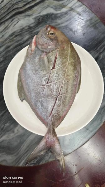 可食用海鱼种类大全_哪些海鱼适合清蒸-第3张图片-山城妙识