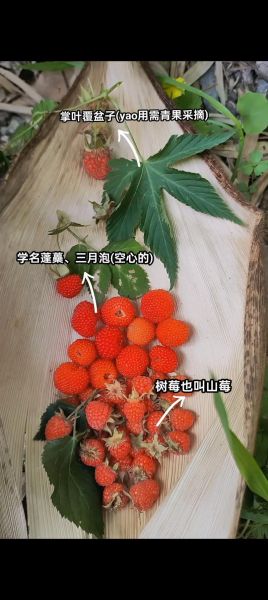 蛇莓和野草莓的区别图片_怎么区分-第1张图片-山城妙识 蛇莓和野草莓的区别图片_怎么区分-第1张图片-山城妙识