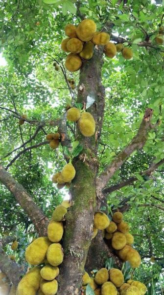 菠萝蜜图片怎么拍_菠萝蜜高清图哪里找-第2张图片-山城妙识