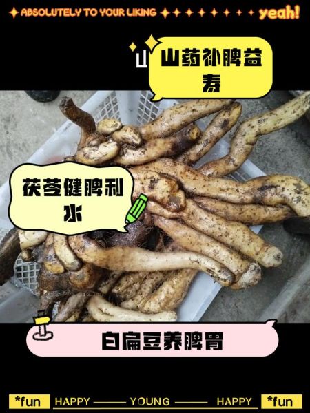 补脾健脾第一食物_怎么吃最有效-第3张图片-山城妙识