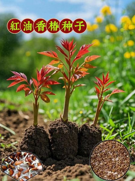 香椿芽种子多少钱一斤_哪里能买到正宗香椿种子-第3张图片-山城妙识