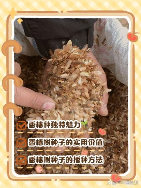 香椿芽种子多少钱一斤_哪里能买到正宗香椿种子-第1张图片-山城妙识