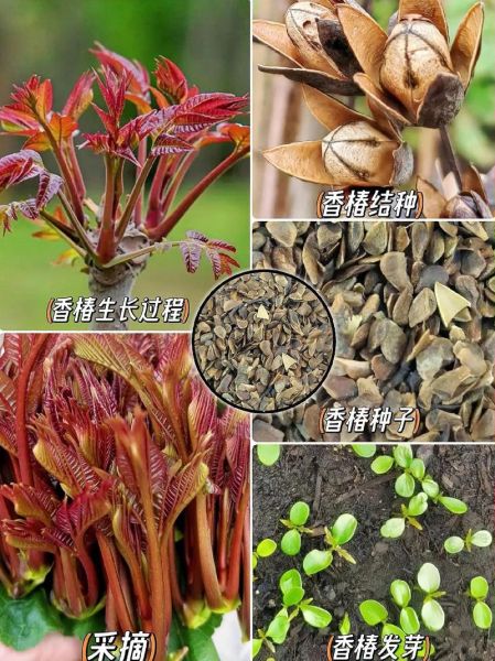 香椿芽种子多少钱一斤_哪里能买到正宗香椿种子-第2张图片-山城妙识