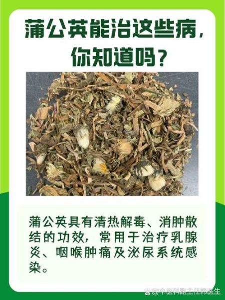 蒲公英治什么病效果最好_蒲公英能治哪些病-第2张图片-山城妙识 蒲公英治什么病效果最好_蒲公英能治哪些病-第2张图片-山城妙识