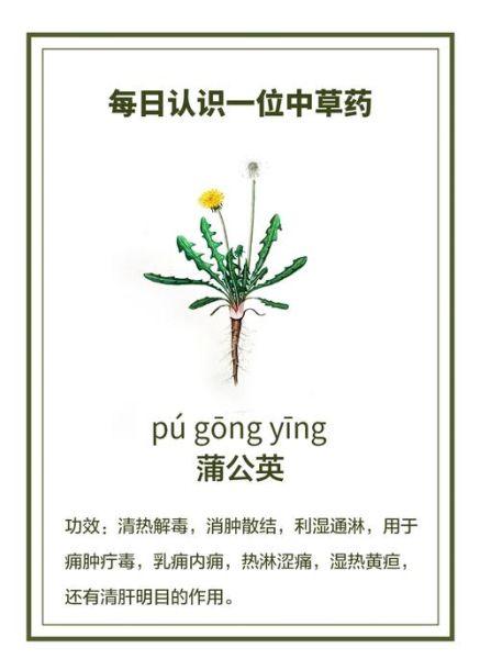 蒲公英治什么病效果最好_蒲公英能治哪些病-第3张图片-山城妙识 蒲公英治什么病效果最好_蒲公英能治哪些病-第3张图片-山城妙识