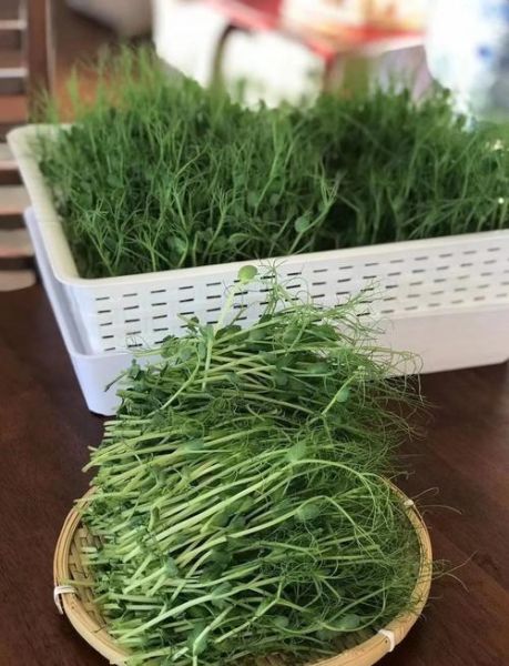 豌豆尖怎么种_豌豆尖种植时间和方法-第2张图片-山城妙识 豌豆尖怎么种_豌豆尖种植时间和方法-第2张图片-山城妙识