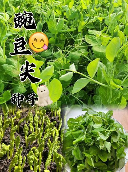 豌豆尖怎么种_豌豆尖种植时间和方法-第1张图片-山城妙识 豌豆尖怎么种_豌豆尖种植时间和方法-第1张图片-山城妙识