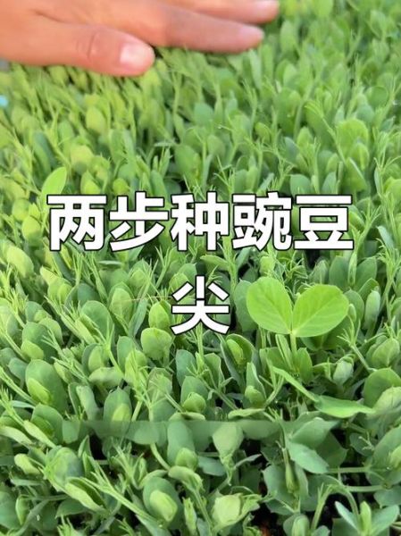 豌豆尖怎么种_豌豆尖种植时间和方法-第3张图片-山城妙识 豌豆尖怎么种_豌豆尖种植时间和方法-第3张图片-山城妙识