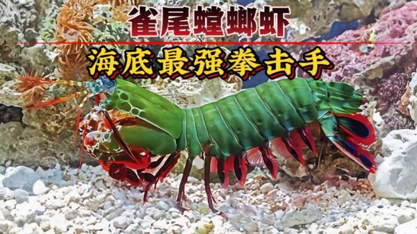 螳螂虾怎么养_螳螂虾饲养注意事项-第2张图片-山城妙识 螳螂虾怎么养_螳螂虾饲养注意事项-第2张图片-山城妙识