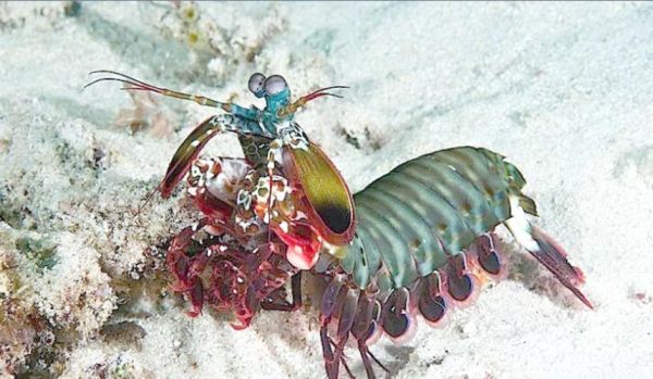 螳螂虾怎么养_螳螂虾饲养注意事项-第3张图片-山城妙识 螳螂虾怎么养_螳螂虾饲养注意事项-第3张图片-山城妙识