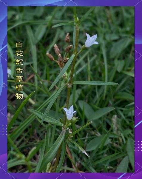 白花蛇舌草和半枝莲的功效与作用_白花蛇舌草半枝莲抗癌真的有效吗-第1张图片-山城妙识