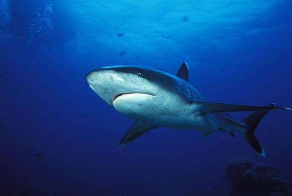鲨鱼属于鱼类吗_鲨鱼是不是哺乳动物-第1张图片-山城妙识 鲨鱼属于鱼类吗_鲨鱼是不是哺乳动物-第1张图片-山城妙识