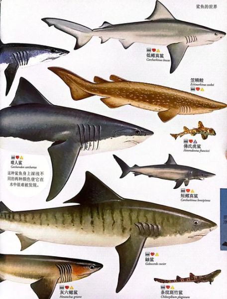 鲨鱼属于鱼类吗_鲨鱼是不是哺乳动物-第2张图片-山城妙识 鲨鱼属于鱼类吗_鲨鱼是不是哺乳动物-第2张图片-山城妙识