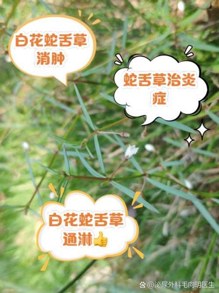 蛇舌草泡水喝的功效_长期喝有副作用吗-第2张图片-山城妙识