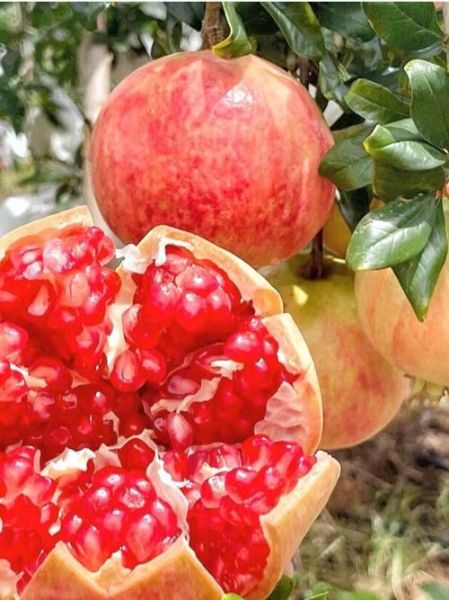 石榴汁弄衣服上怎么洗掉_石榴汁渍清洗妙招-第2张图片-山城妙识 石榴汁弄衣服上怎么洗掉_石榴汁渍清洗妙招-第2张图片-山城妙识