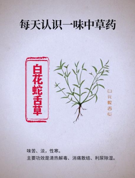 蛇舌草泡水喝的功效_长期喝有副作用吗-第3张图片-山城妙识