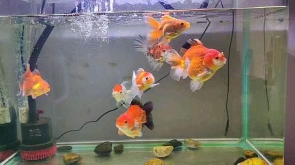 金鱼怎么养_热带鱼水温多少合适-第1张图片-山城妙识 金鱼怎么养_热带鱼水温多少合适-第1张图片-山城妙识